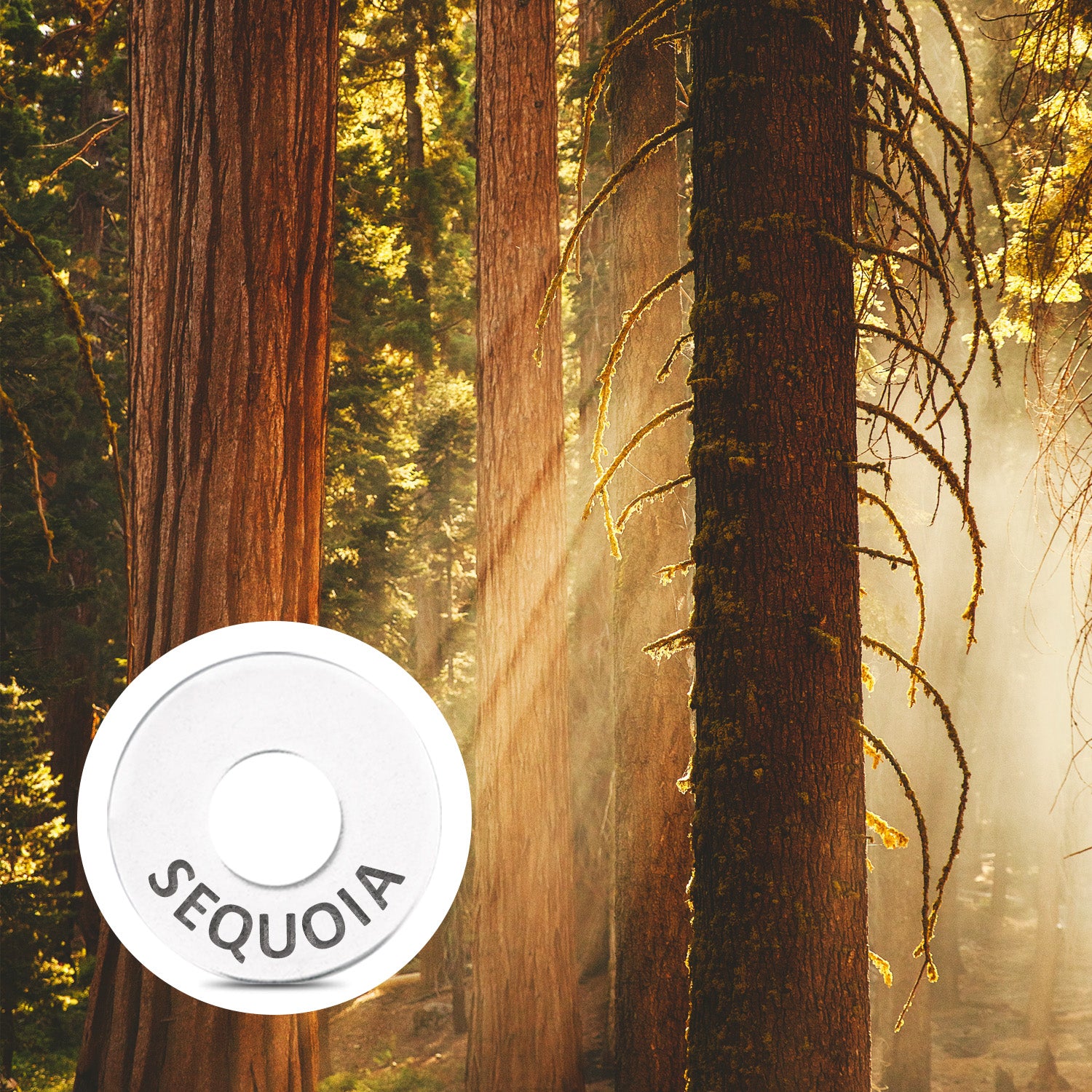 SEQUOIA Ring – Traveller Collective