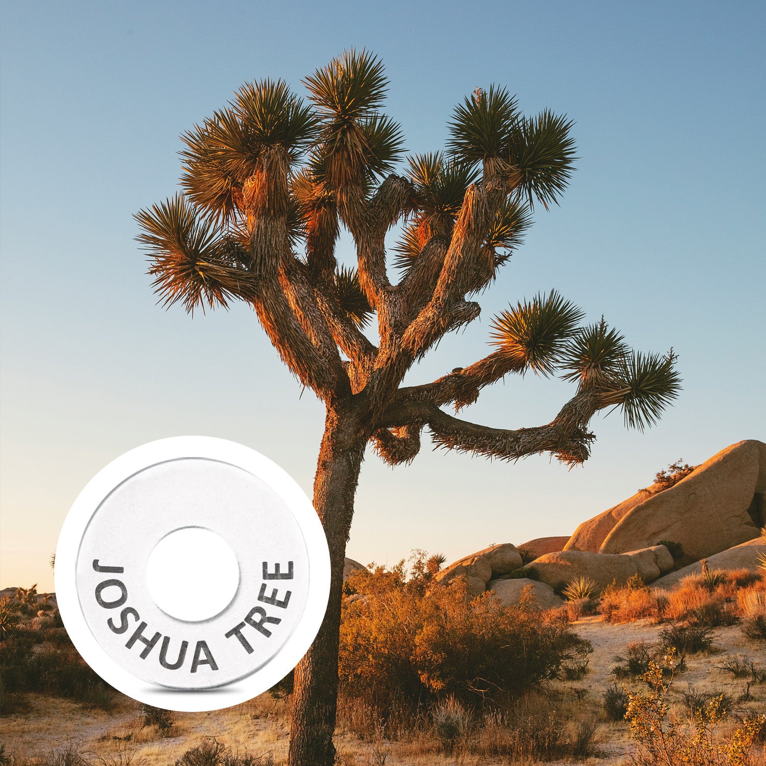 JOSHUA TREE Ring – Traveller Collective