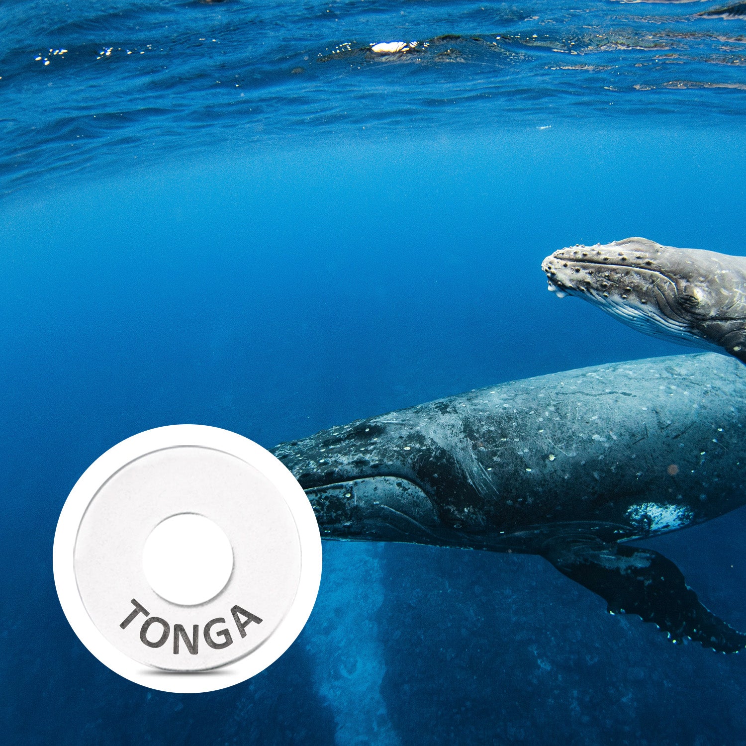 TONGA Ring – Traveller Collective